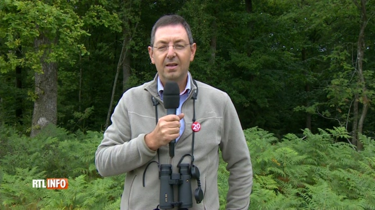1500 hectares de chênes à l'agonie dans nos forêts wallonnes: le point ...
