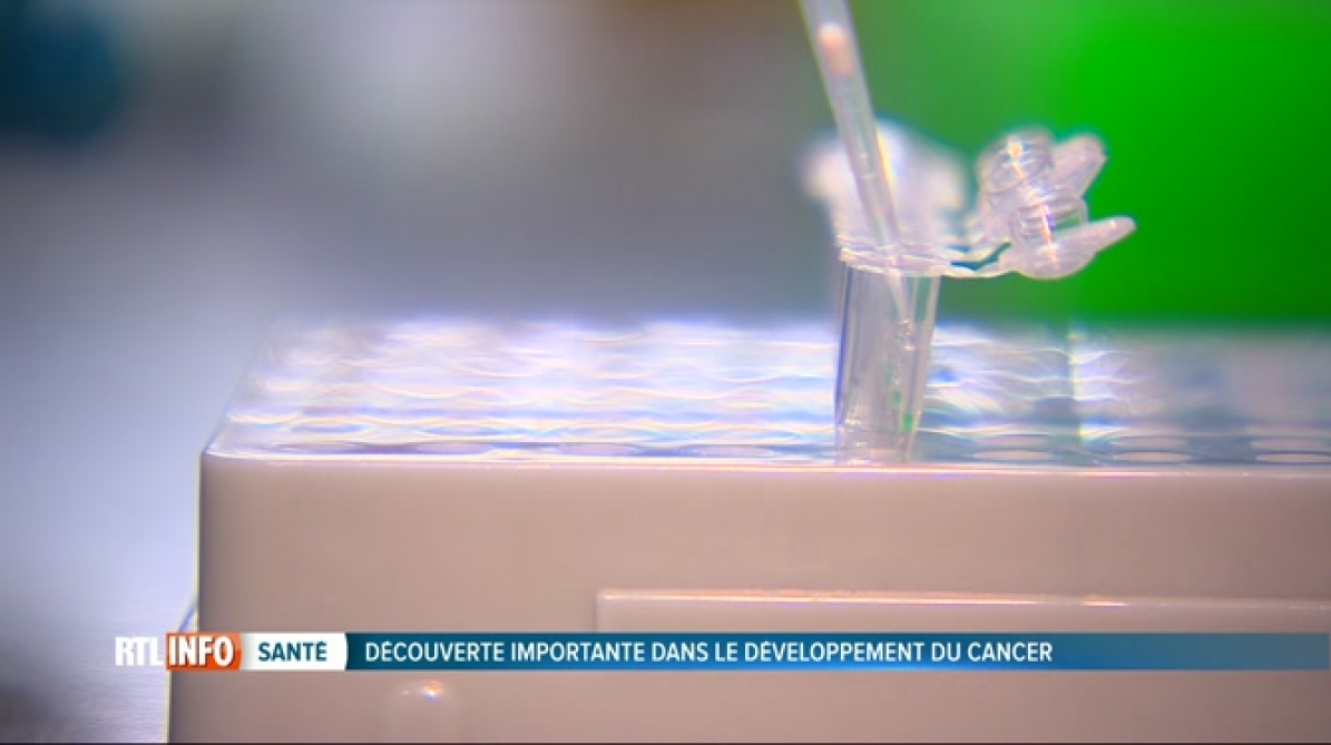 Importante découverte belge sur le fonctionnement des cellules ...