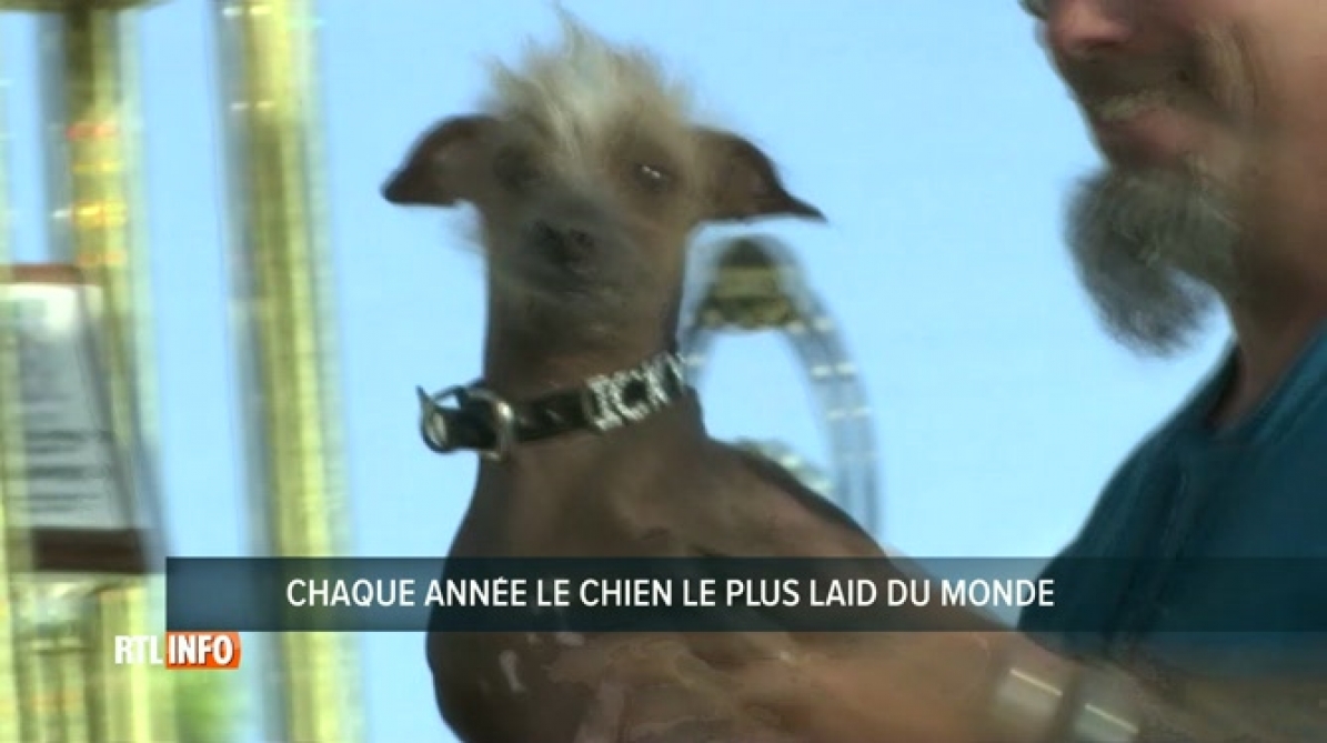 Et le chien le plus laid du monde est... | RTL Info