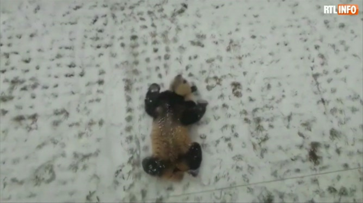 Le panda Qin Qin s'amuse dans la neige | RTL Info