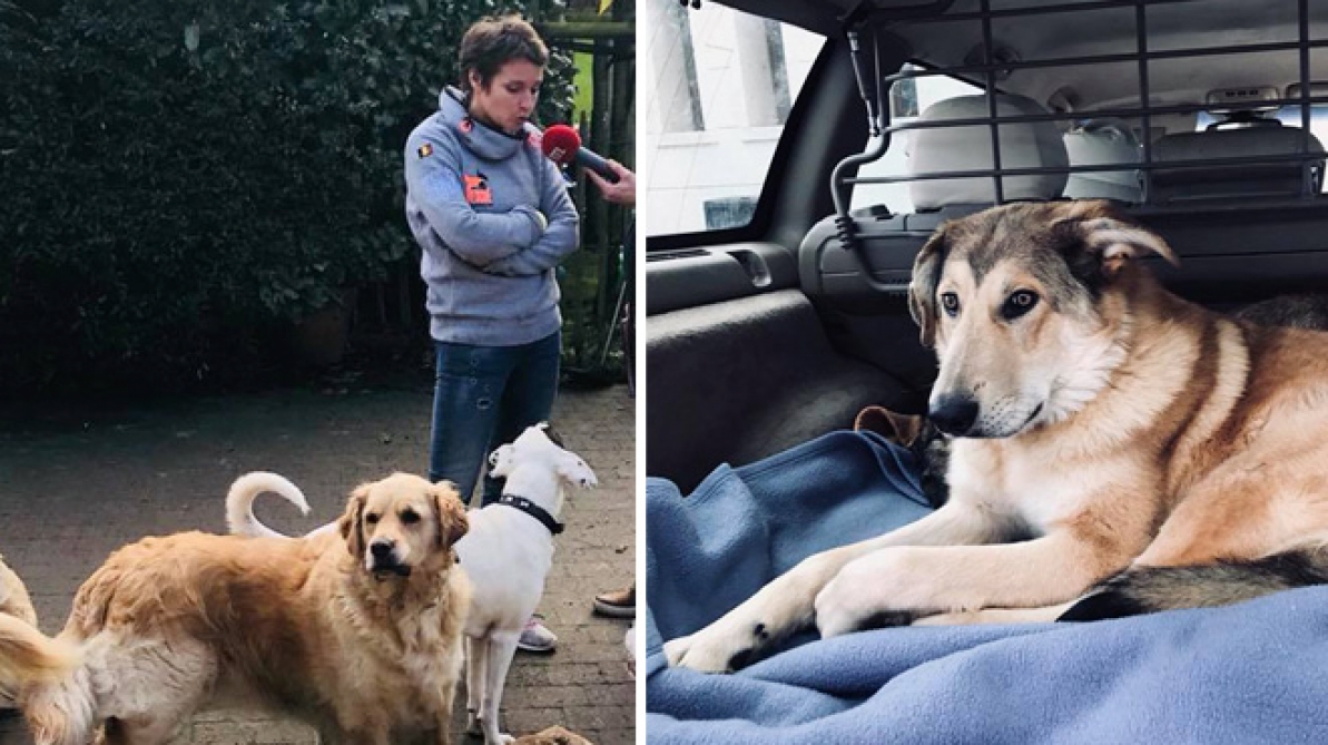 Hélène a créé un refuge pour les chiens maltraités : "J'ai toujours ...