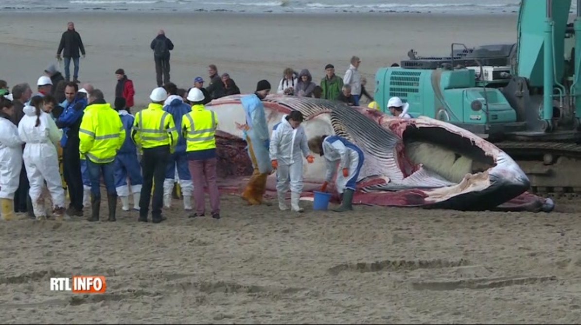 Le rorqual échoué au Coq est mort de causes naturelles | RTL Info