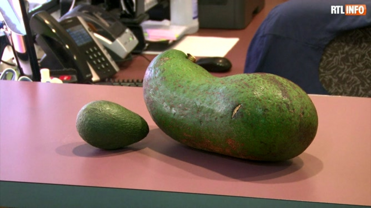Pourquoi cet avocat géant de 2,7 kg ne rentrera probablement pas dans ...