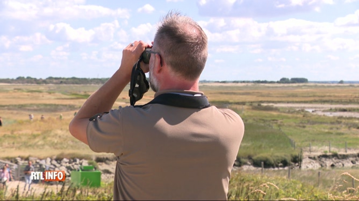 Découvrez l'une des perles de la Côte belge en vidéo: le Zwin, une ...