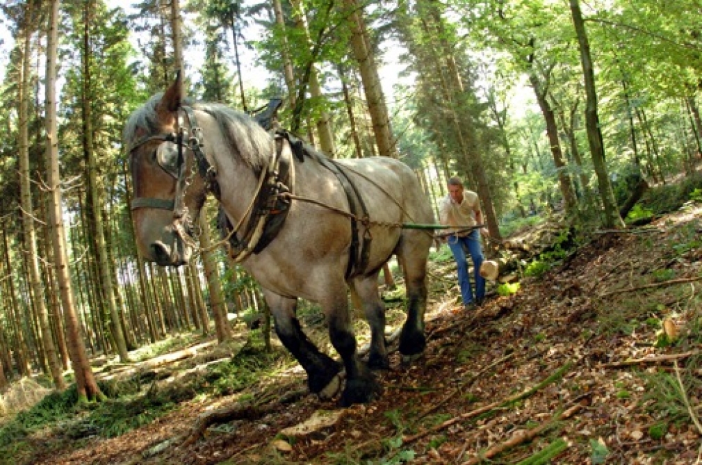 La Foire de Libramont joue les prolongations pour deux jours de ...