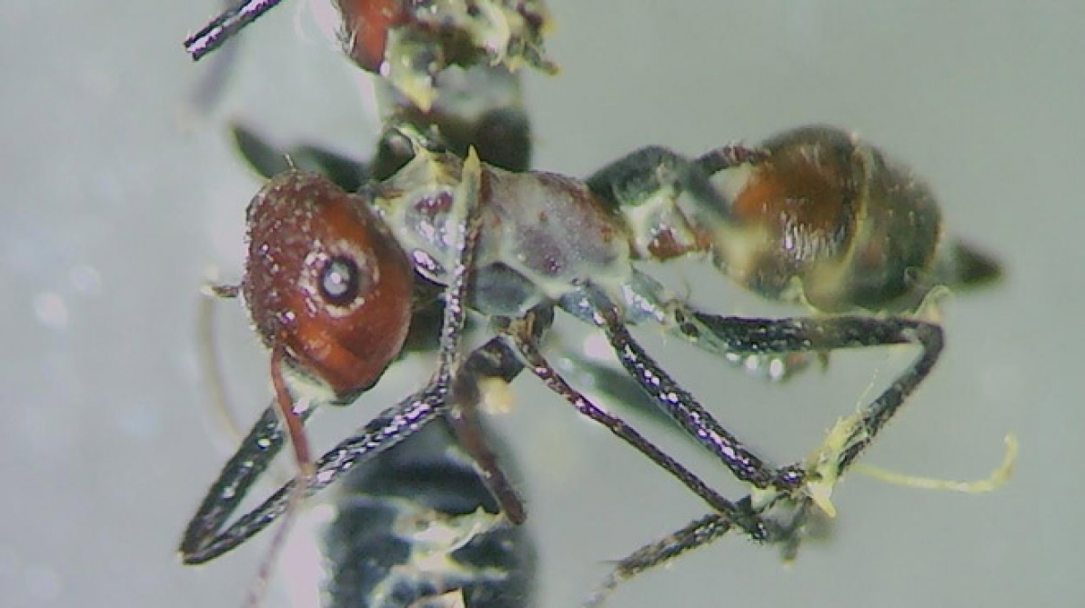 Découverte de fourmis kamikazes: pour tuer un ennemi, elles se font ...