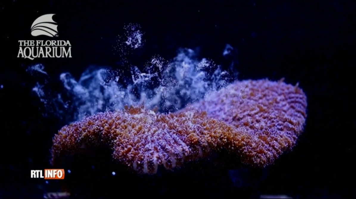 Des scientifiques ont réussi à contrôler la reproduction des coraux ...