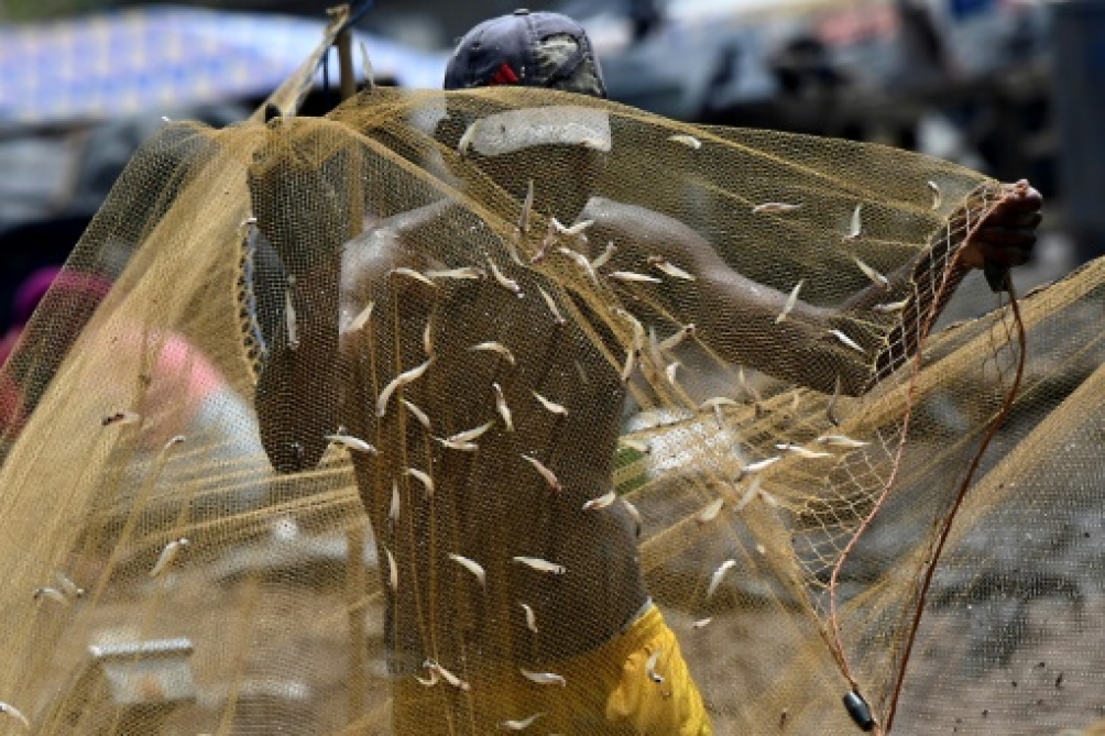 Abondance de poissons mais pêche impossible au Sri Lanka faute de ...
