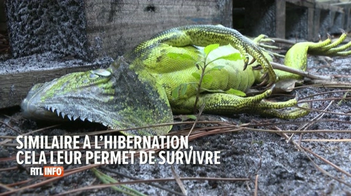 Scènes surprenantes aux Etats-Unis: des iguanes gelés tombent des ...