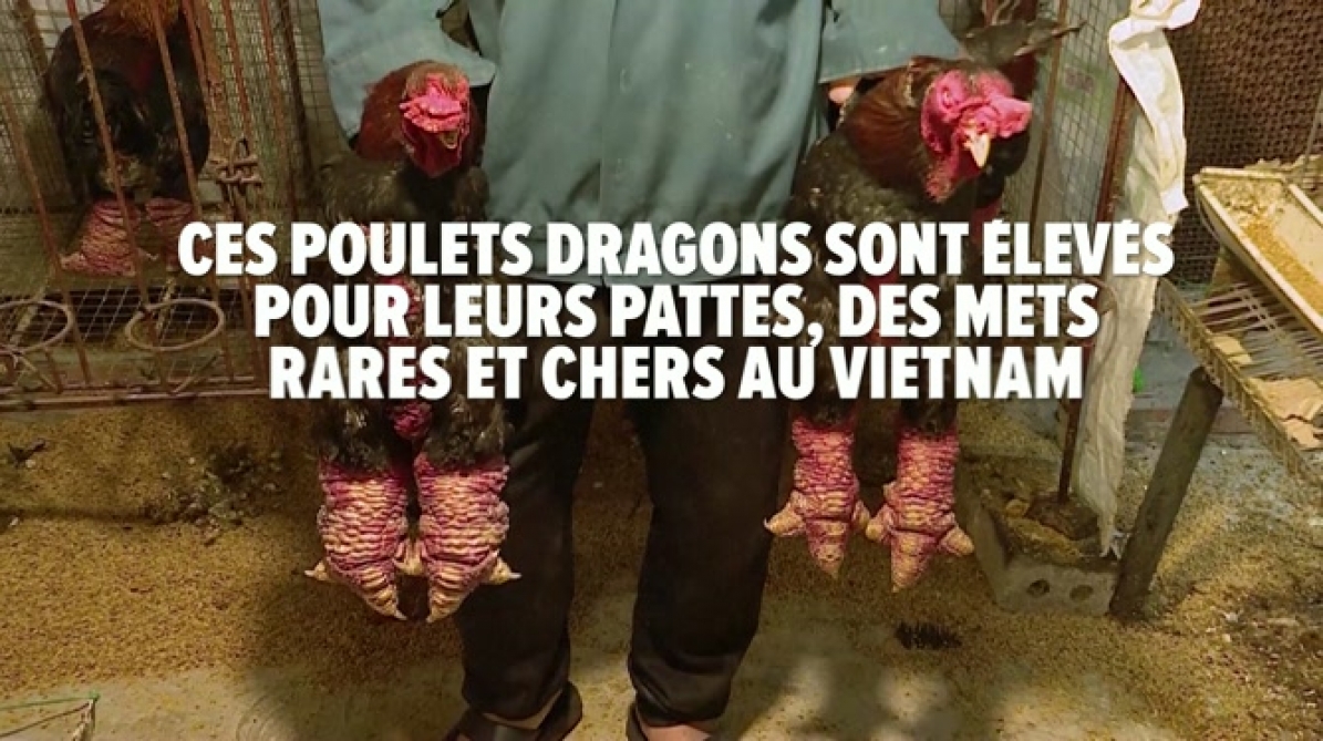 ces poulets dragons sont élevés pour leurs pattes, des mets rares et ...