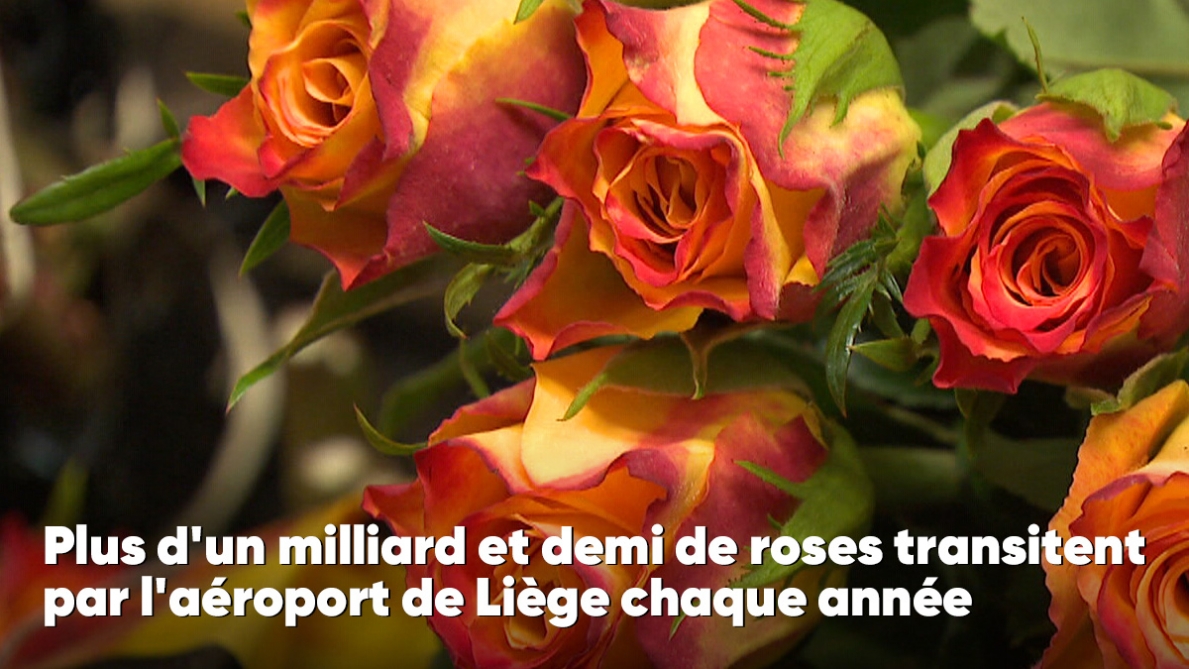 Des parasites et bactéries dans les roses importées en Belgique: quels ...