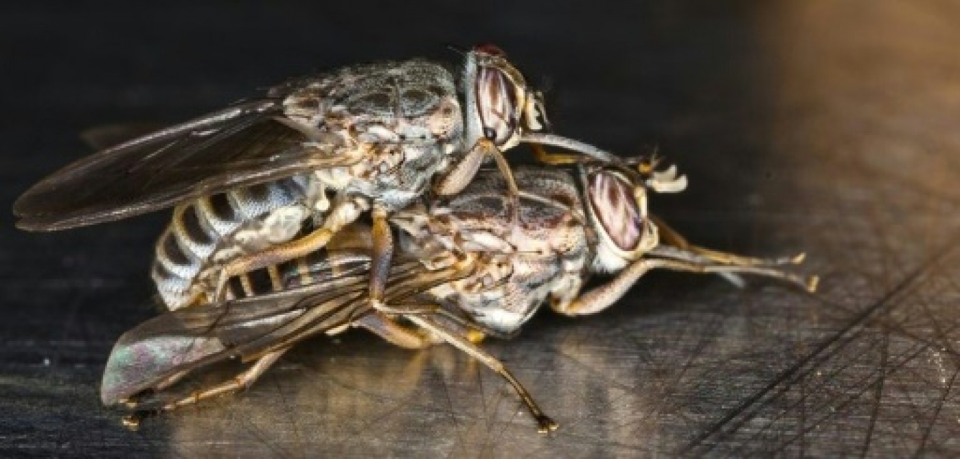 Une découverte sur le coït des mouches tsé-tsé, possible clé pour mieux les combattre | RTL Info