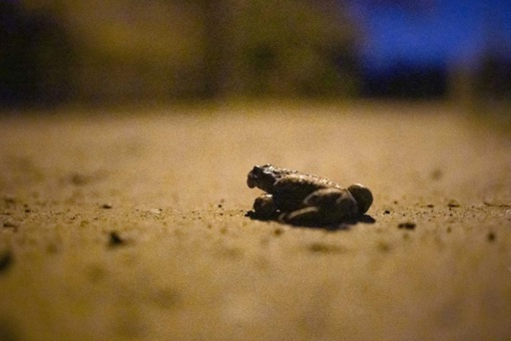 Les batraciens sortent de leur hibernation | RTL Info