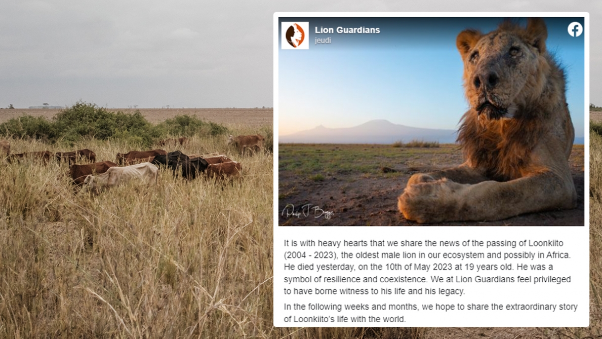 Loonkito, l'un des plus vieux lions sauvages, est mort au Kenya | RTL Info