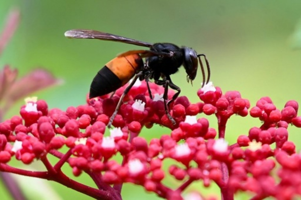 Face à la multiplication des frelons asiatiques, la Wallonie adapte sa ...
