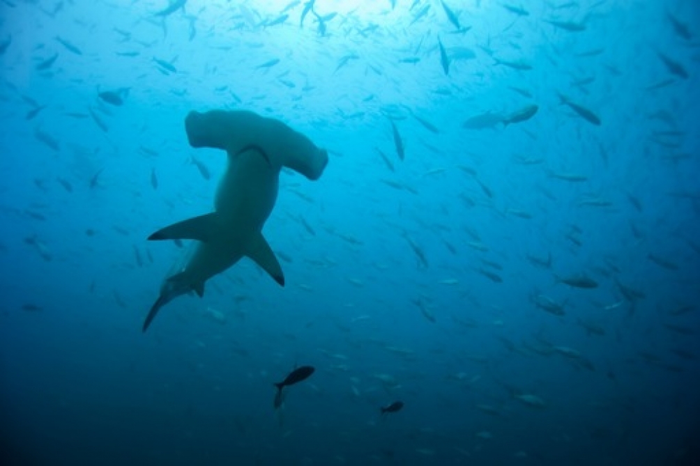 Costa Rica: alerte sur le danger d'extinction de requins-marteaux | RTL ...