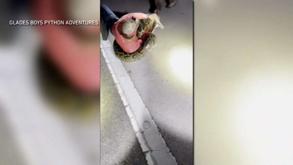 Un homme capture le plus grand python birman jamais observé en Floride ...