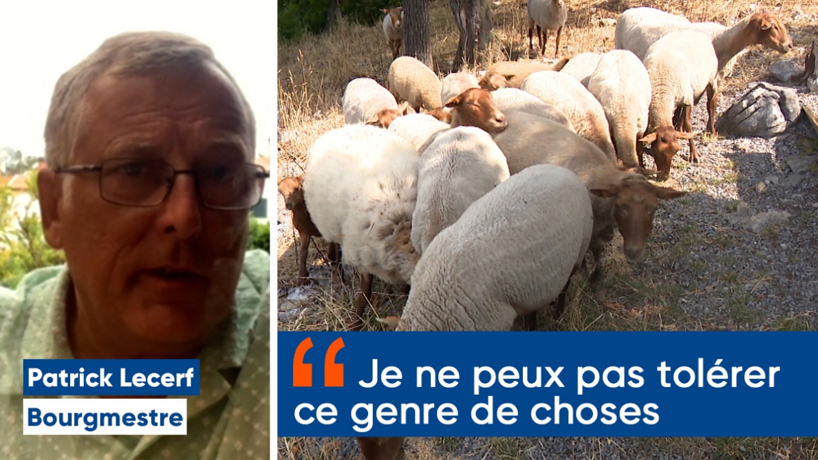 Ram Attack in Hamoir: A Cautionary Tale in an Eco-Grazing Area - Archyde