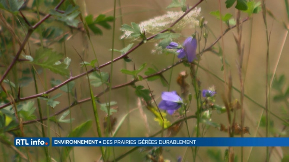 Foire agricole de Libramont: focus sur les prairies riches en ...