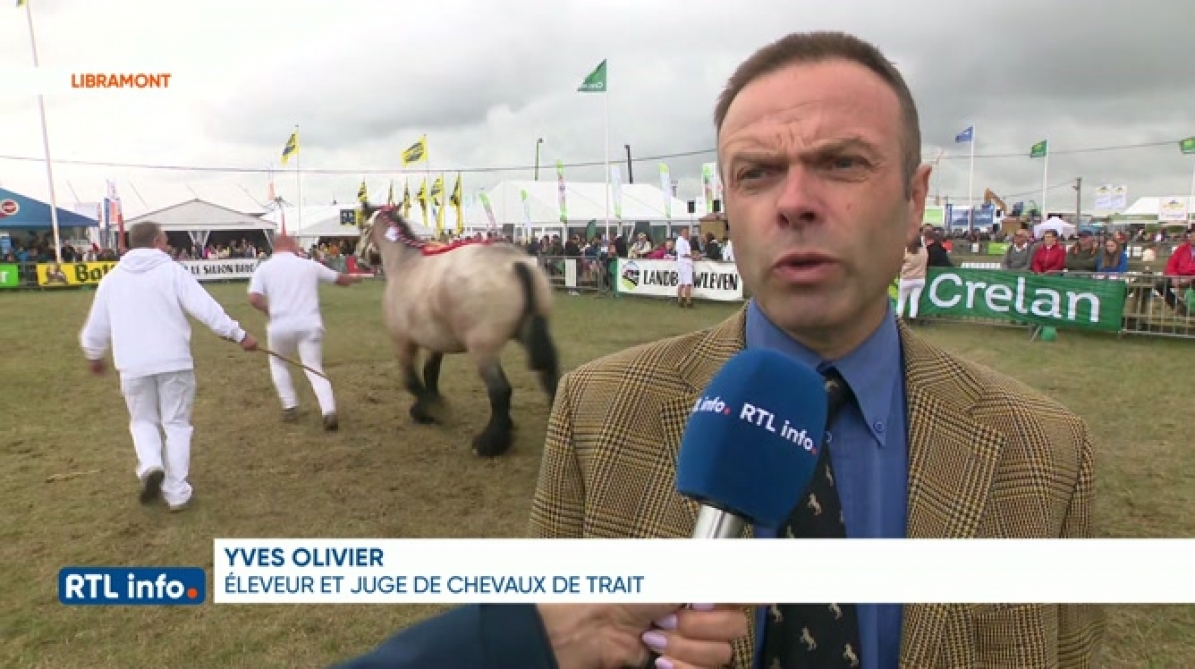 Foire agricole de Libramont: les chevaux sont bien présents sur le site ...
