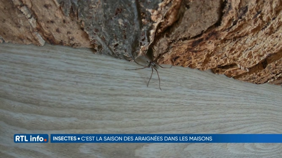Les araignées sont en pleine période de reproduction | RTL Info