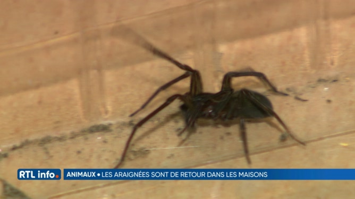 Les araignées sont en pleine période de reproduction | RTL Info
