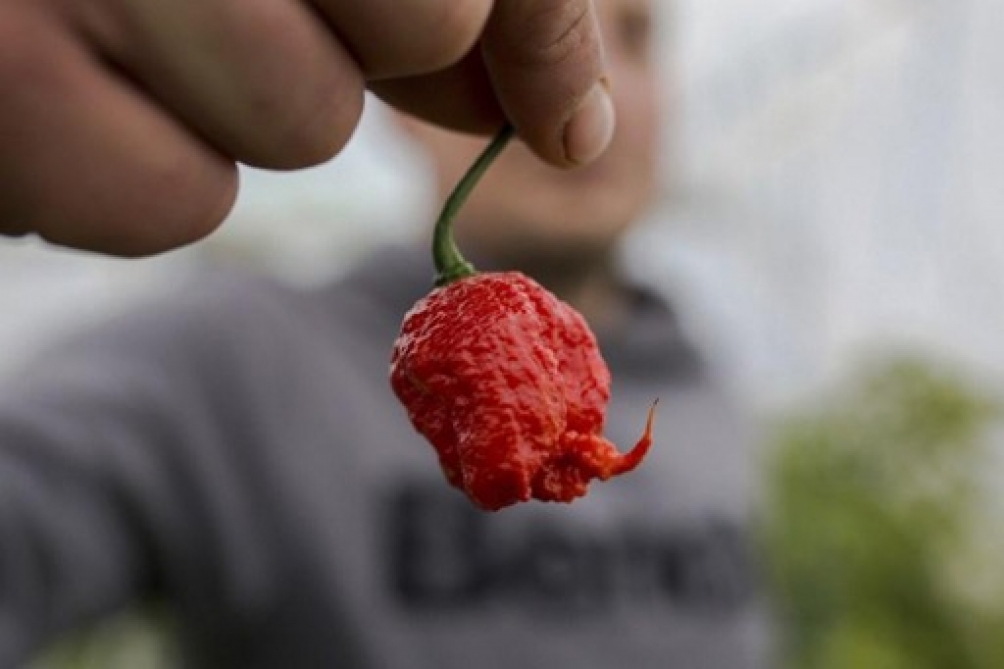 Le Pepper X sacré piment le plus piquant du monde par le Guinness Book ...