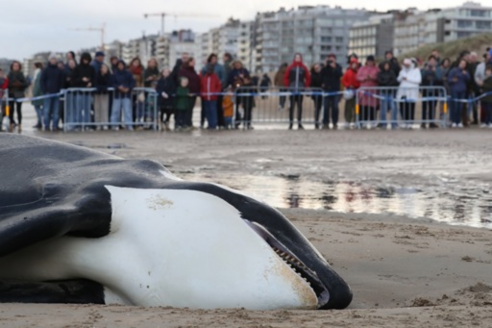 L'orque aperçue au large de la Côte belge s'est échouée sur la plage de ...