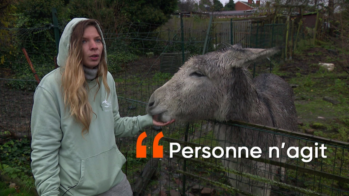 Abandonné par son propriétaire, un âne se retrouve seul et démuni dans ...