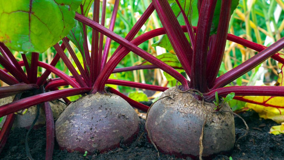 Plus de production... mais moins de sucre: la saison des betteraves ...