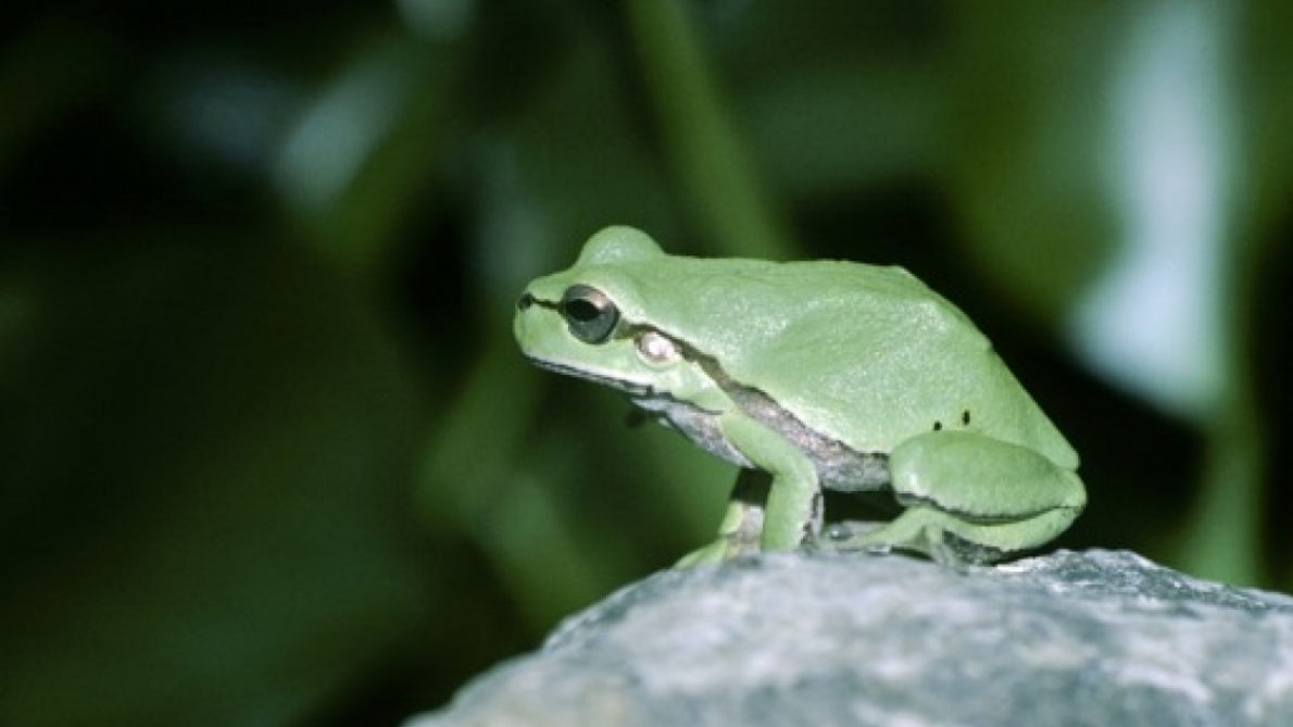 La rainette verte se reproduit en Wallonie pour la première fois en 40 ...