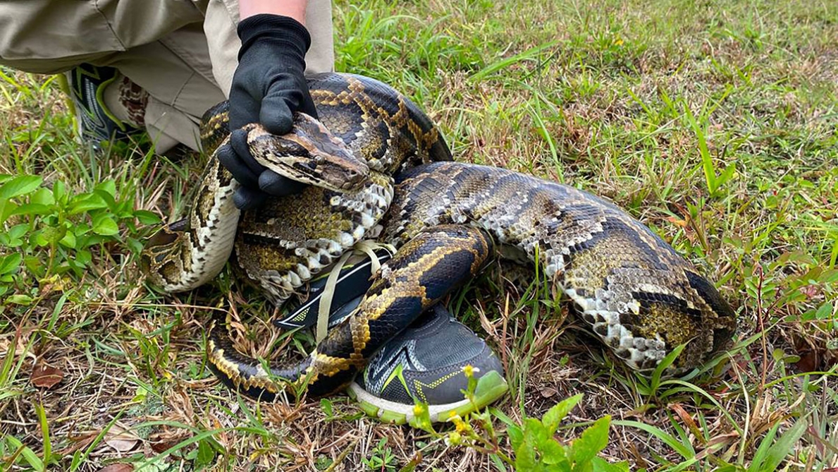Un python de 5 mètres avale une femme en Indonésie: elle a été ...