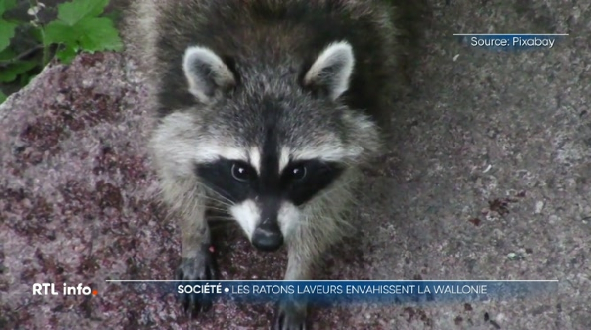 Les ratons laveurs pullulent en Wallonie | RTL Info