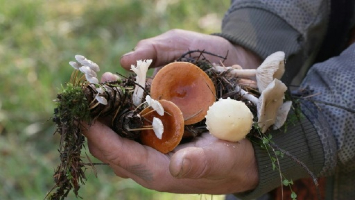Les champignons, essentiels pour la biodiversité, à la recherche de ...