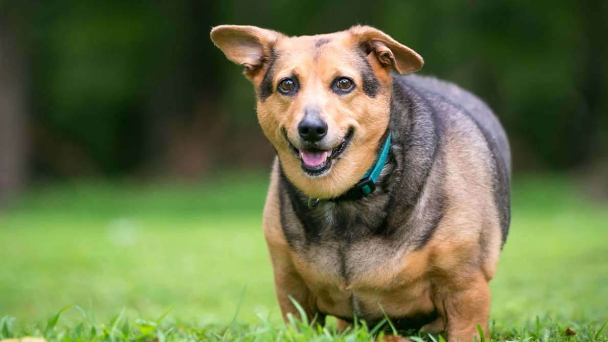 40% des chiens sont en surpoids en Europe: voici les signes qui doivent ...
