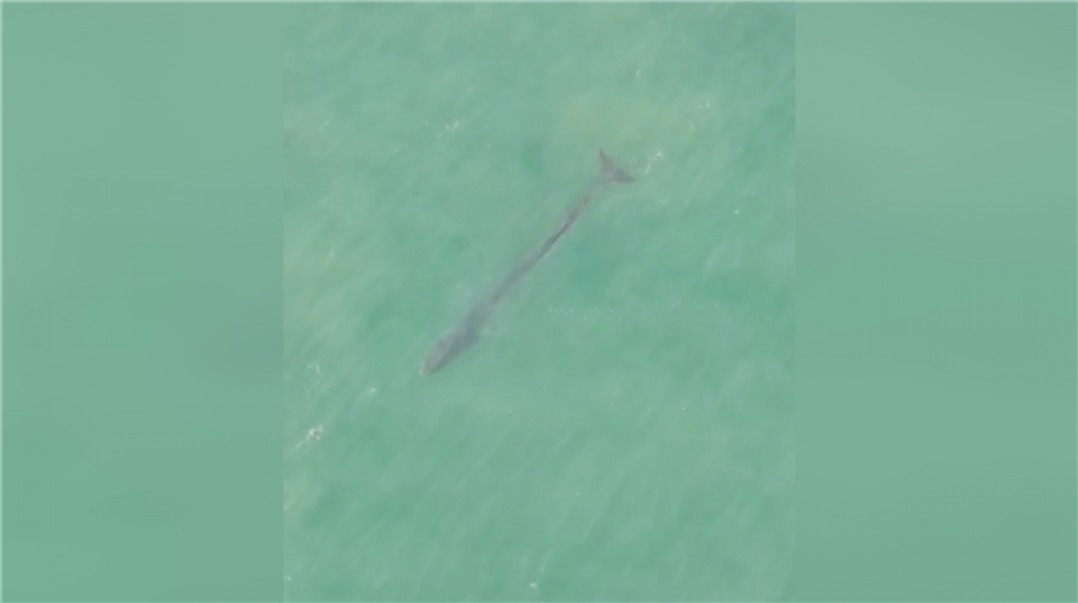 Un rorqual commun aperçu pour la première fois dans les eaux belges ...