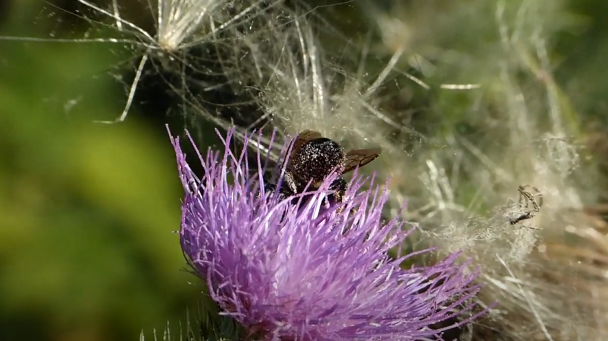 Découverte inédite en Belgique : une espèce rare d’insecte observée ...