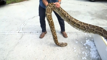 Un homme capture le plus grand python birman jamais observé en Floride ...