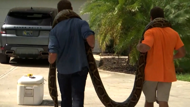 Un homme capture le plus grand python birman jamais observé en Floride ...