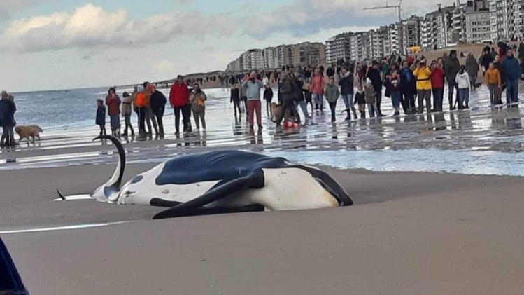 Une orque observée pour la première fois à la côte belge: elle s'est échouée sur la plage | RTL Info