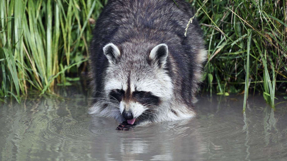 La Wallonie fait face à une invasion...de ratons-laveurs: "Ne les ...